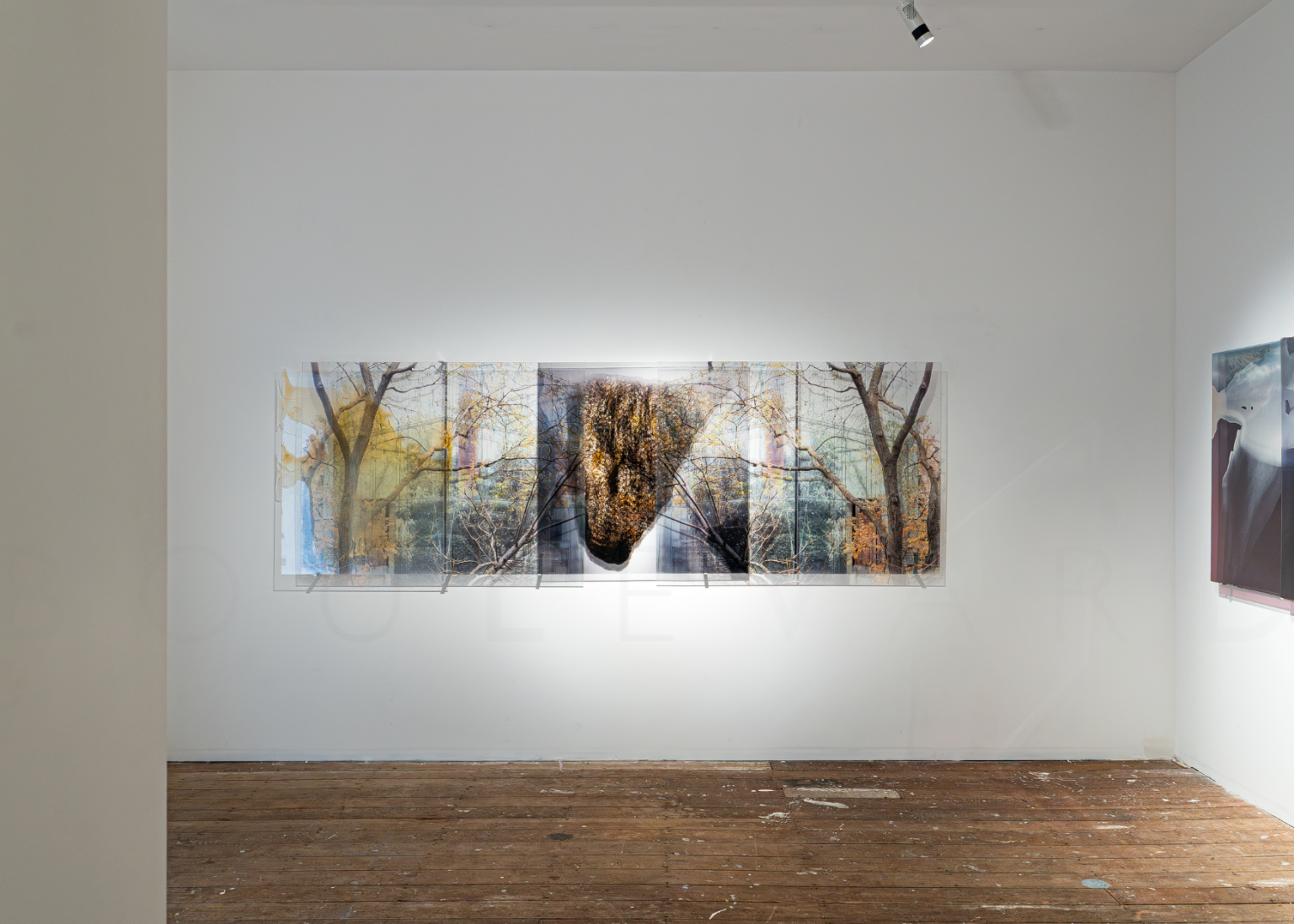 Janet Laurence's exhibition at Cassandra Bird Gallery | Boulevard