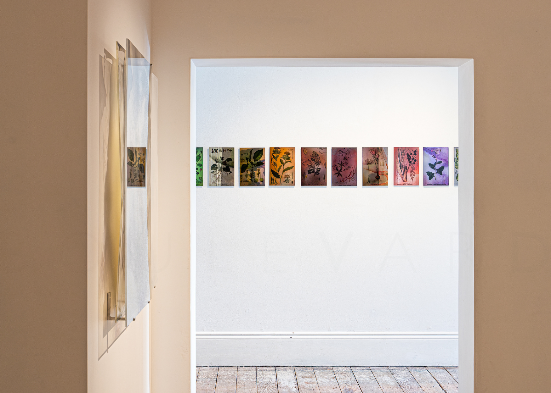 Janet Laurence's exhibition at Cassandra Bird Gallery | Boulevard