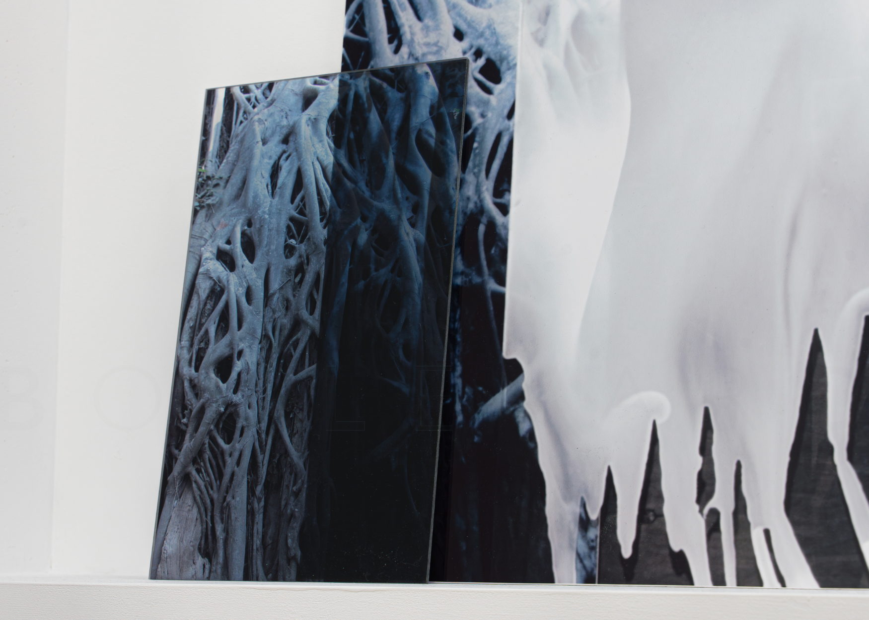 Janet Laurence's exhibition at Cassandra Bird Gallery | Boulevard